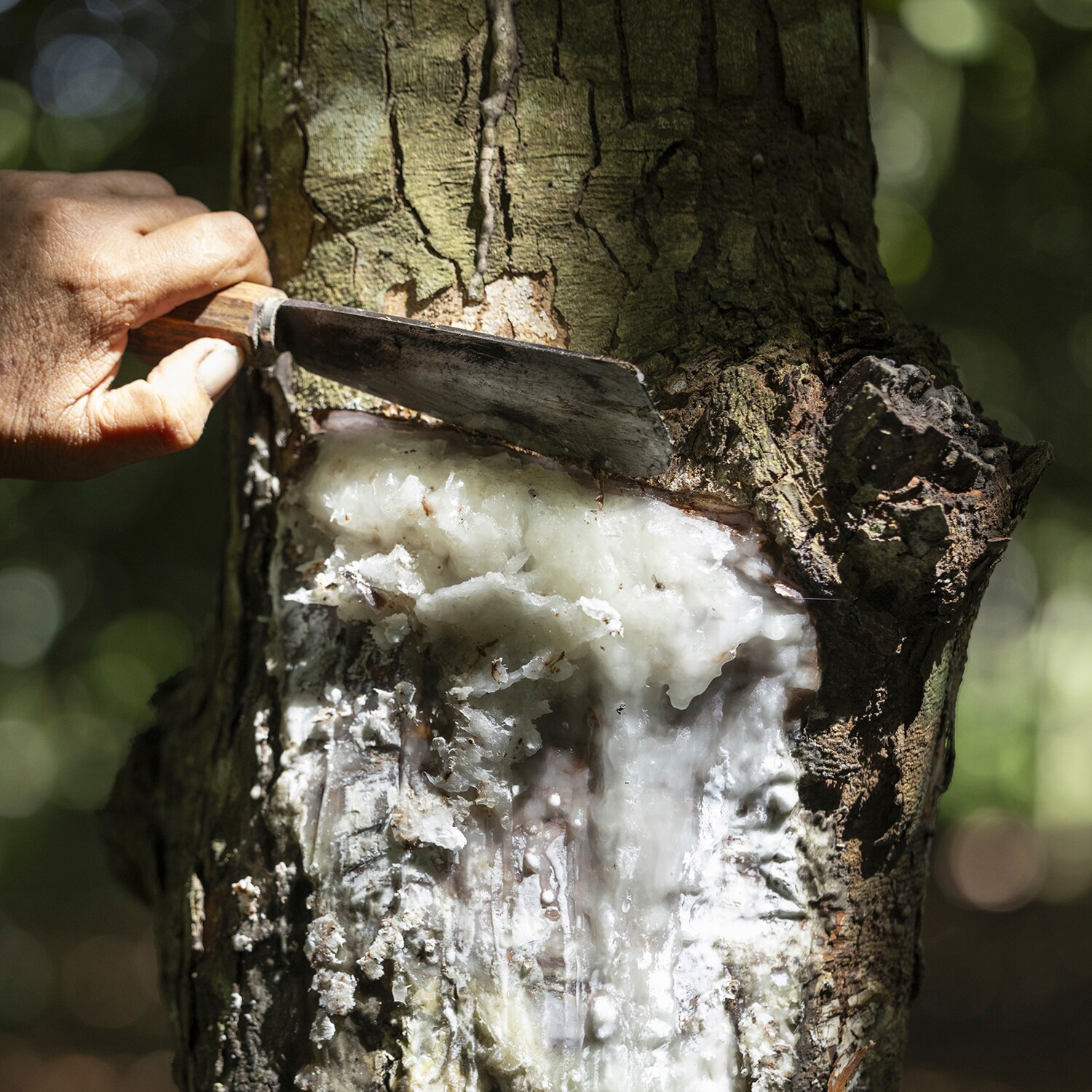 Bvlgari Man in Black - Parfum di BVLGARI ≡ SEPHORA