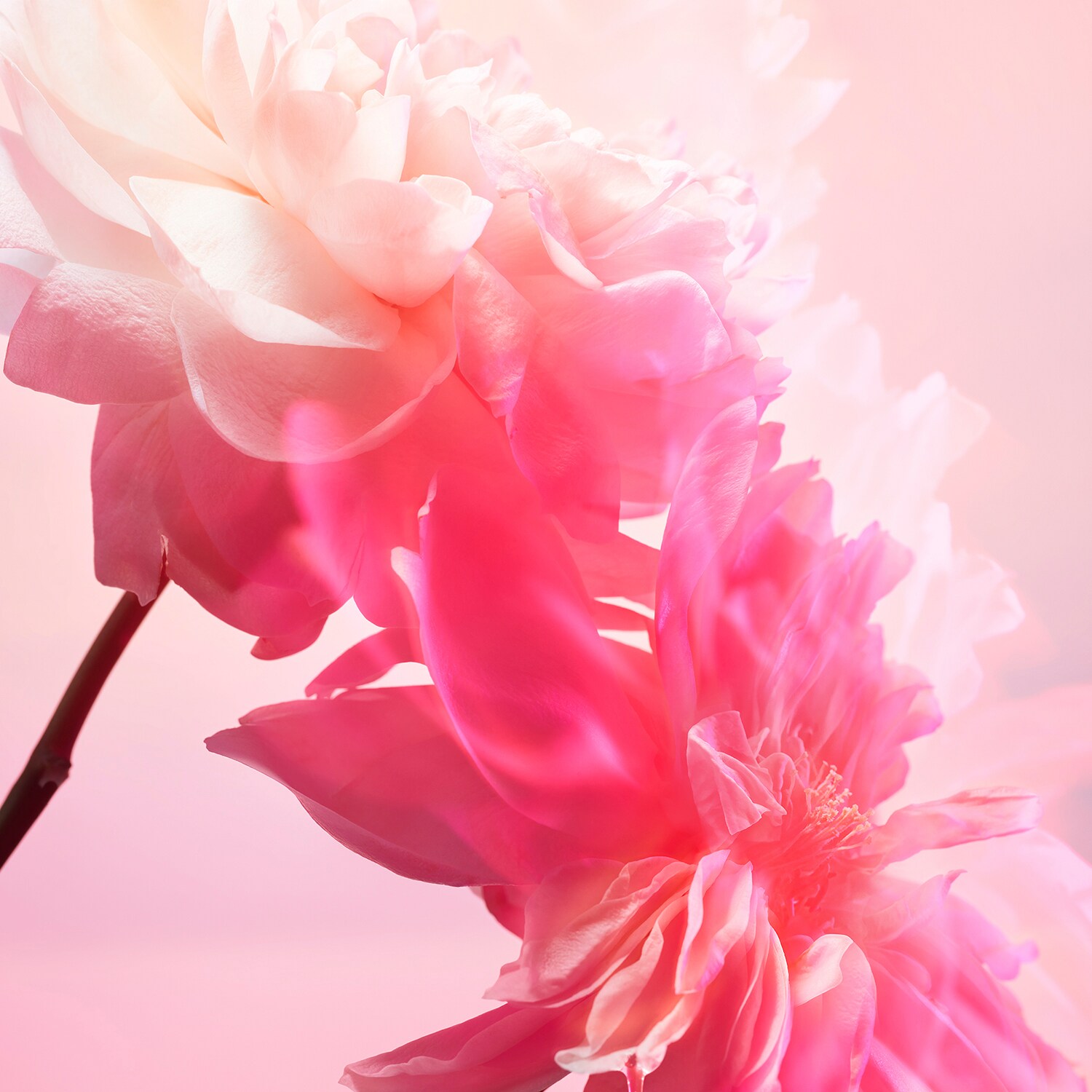 Pillow Talk Love Frequency Kit - Zestaw do makijażu i perfumy i ...