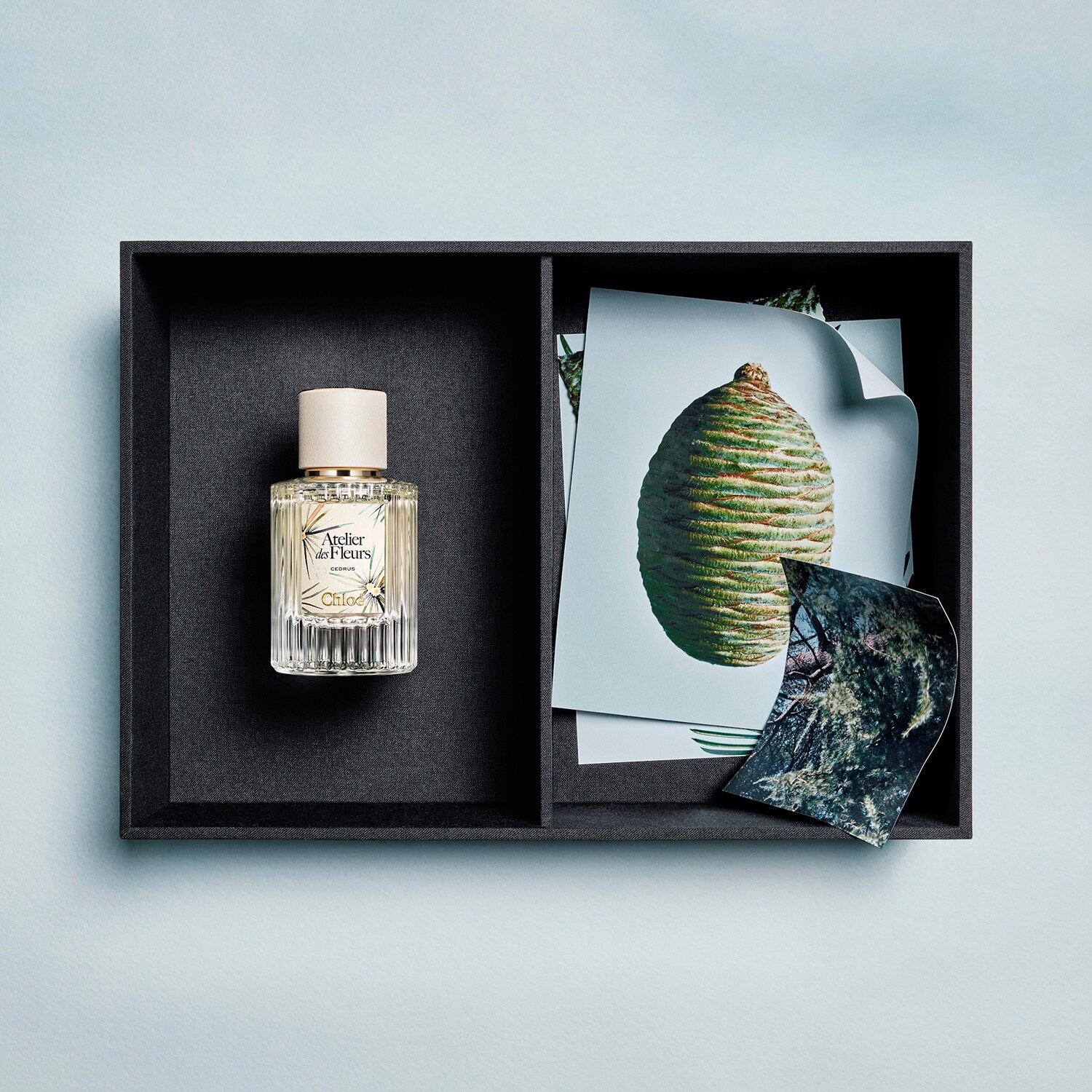 Atelier des Fleurs Cedrus - Eau de Parfum Edition Limitée de CHLOÉ ≡ SEPHORA