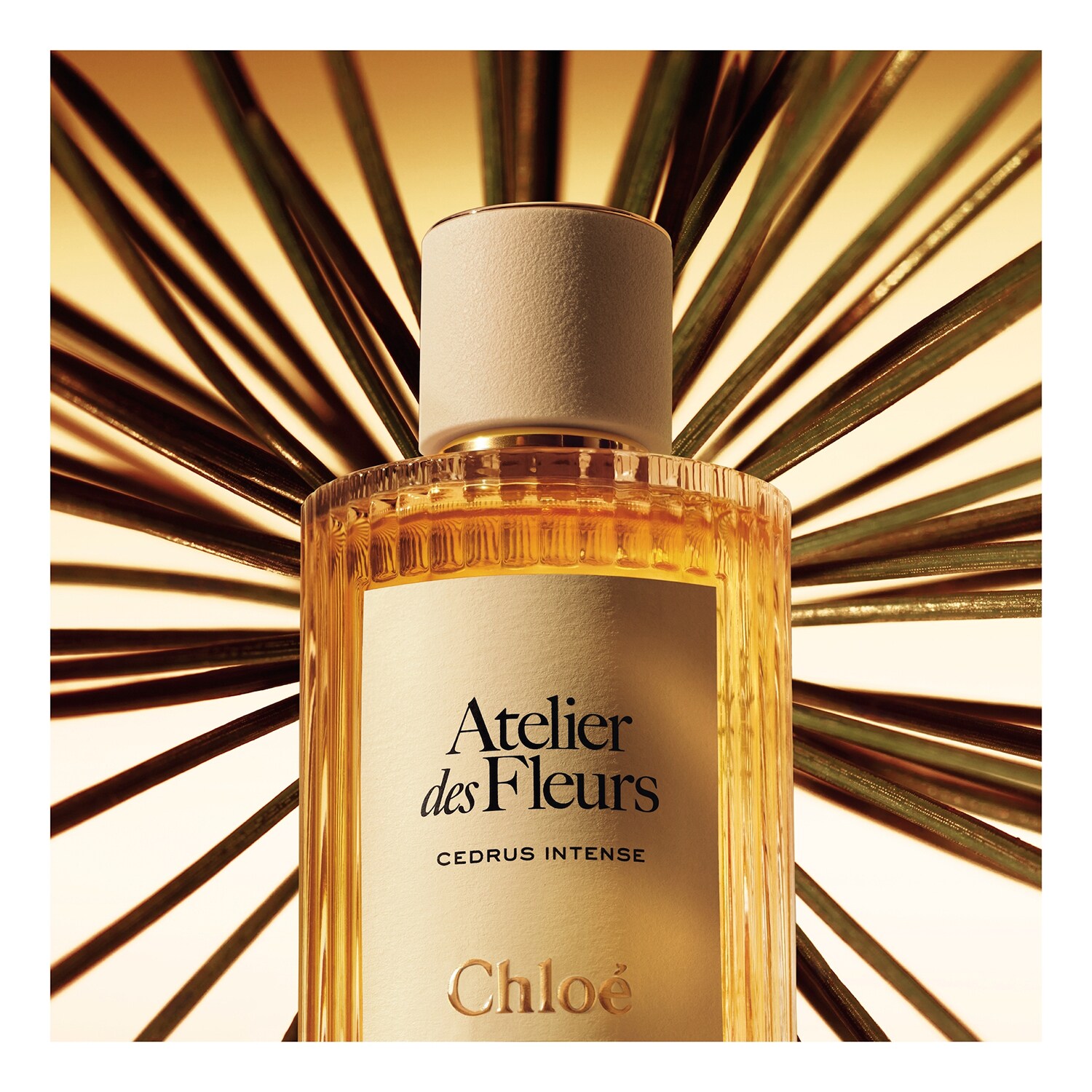 Atelier des Fleurs Cedrus Intense - Eau de Parfum de CHLOÉ ≡ SEPHORA