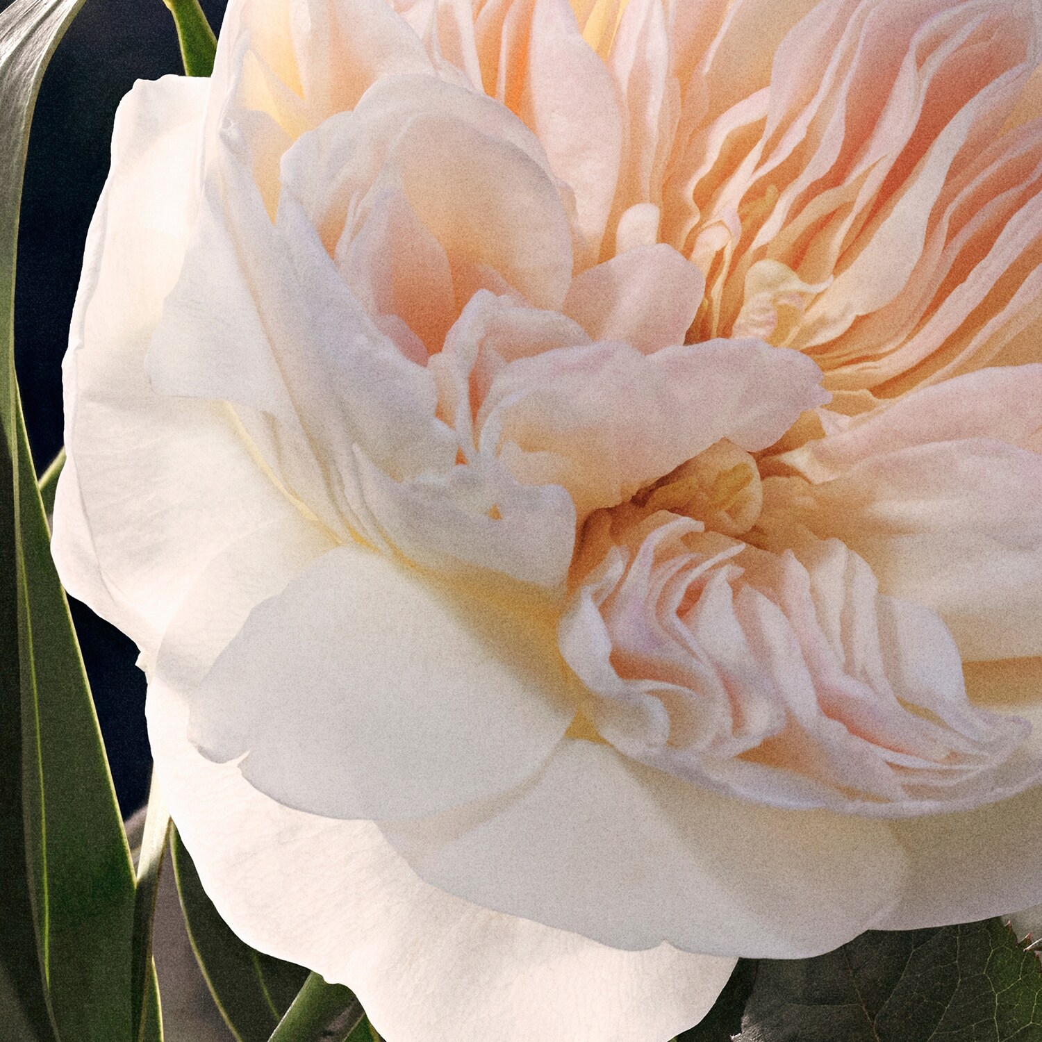 Chloé - Latte Profumato per il Corpo di CHLOÉ ≡ SEPHORA