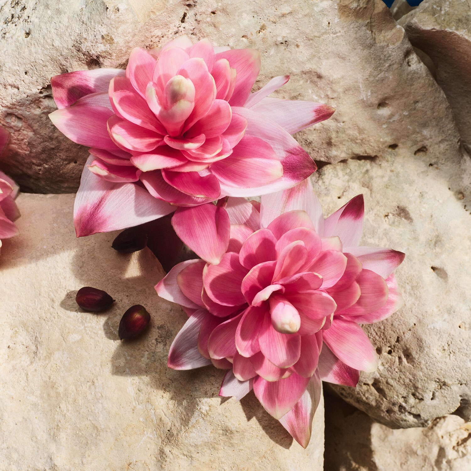 Light Blue Capri in Love - Eau de Parfum Dolce&Gabbana ≡ SEPHORA