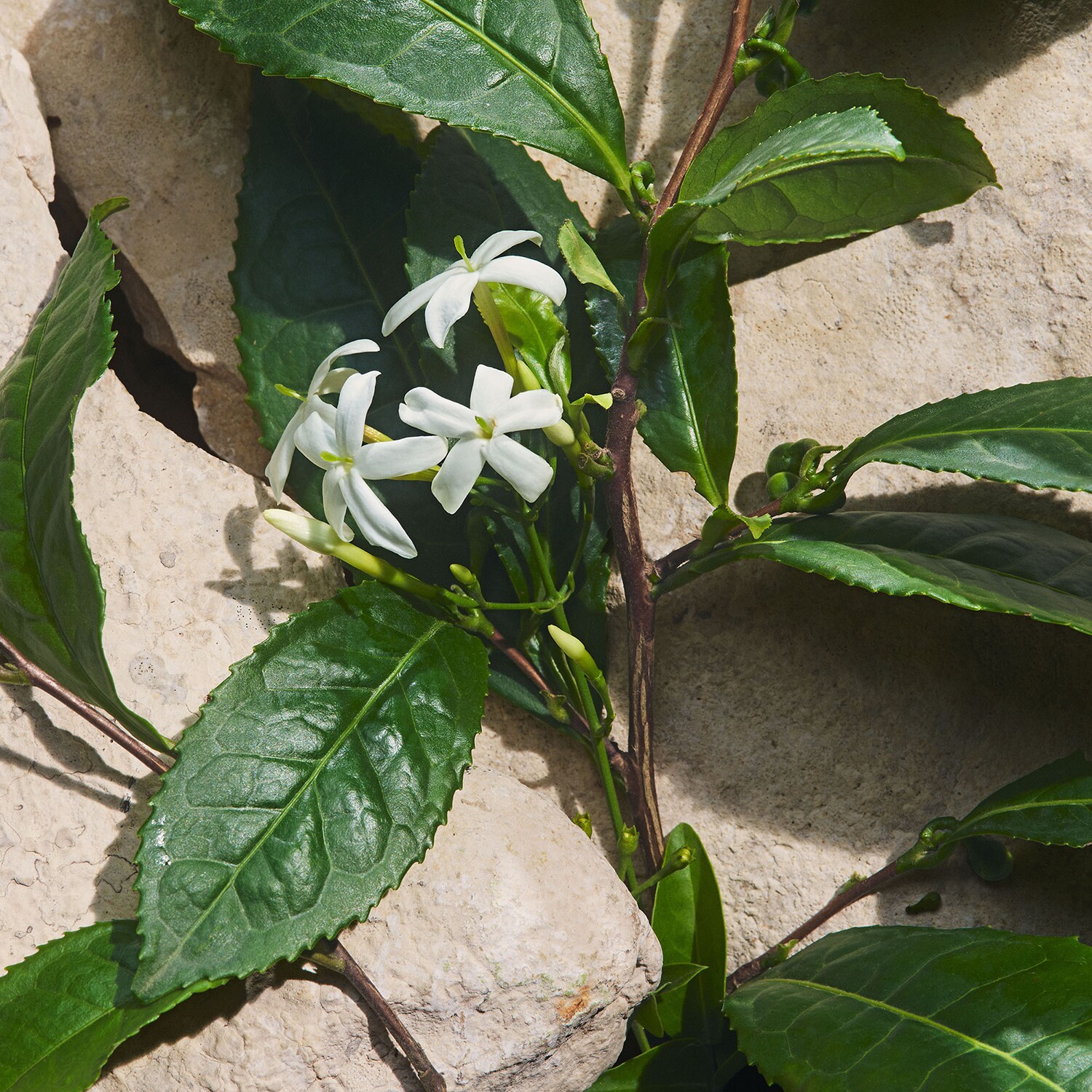 Light Blue Capri in Love- Eau de Parfum di DOLCE & GABBANA ≡ SEPHORA
