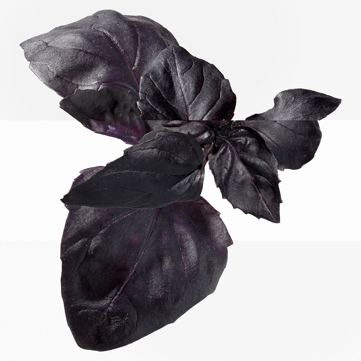 Eau de Basilic Pourpre - Eau de Cologne di HERMÈS ≡ SEPHORA