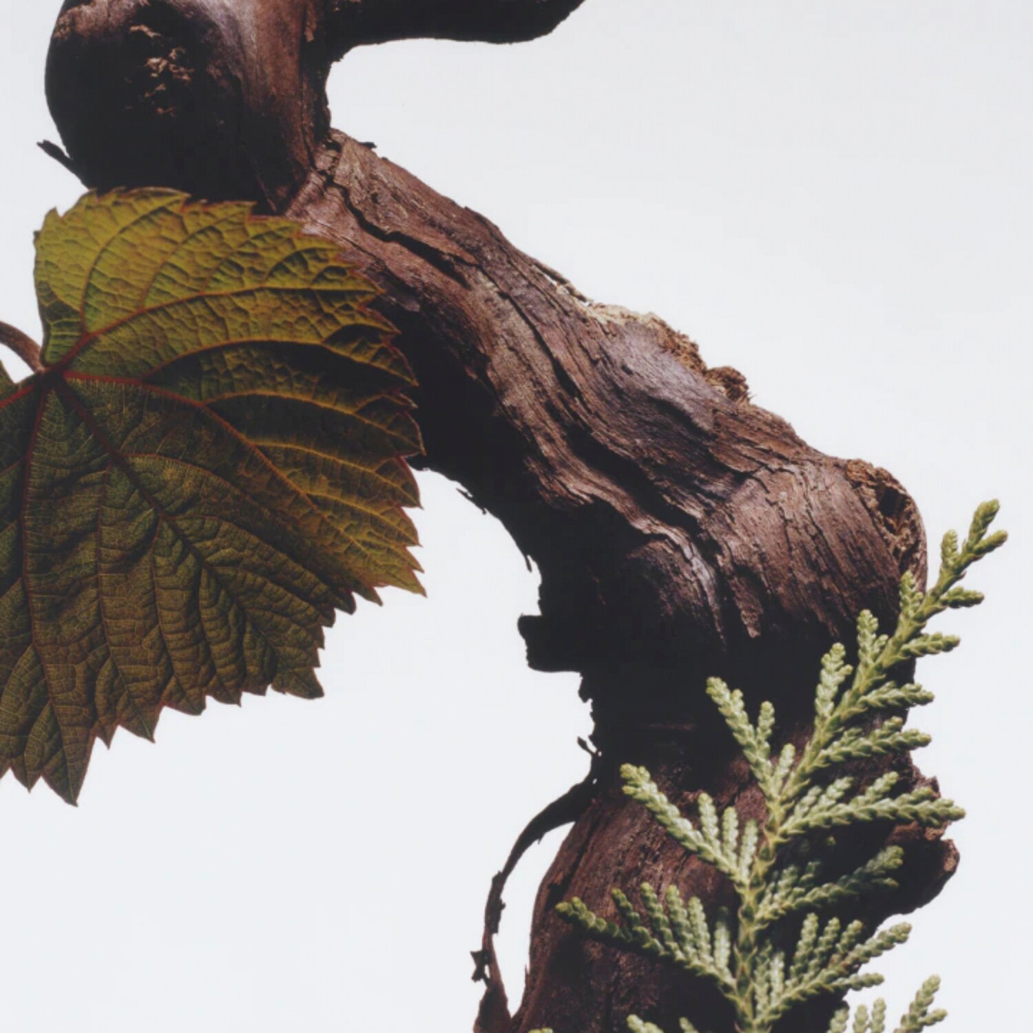 Jo Malone London - Cypress & Grapevine - All Over Body Spray