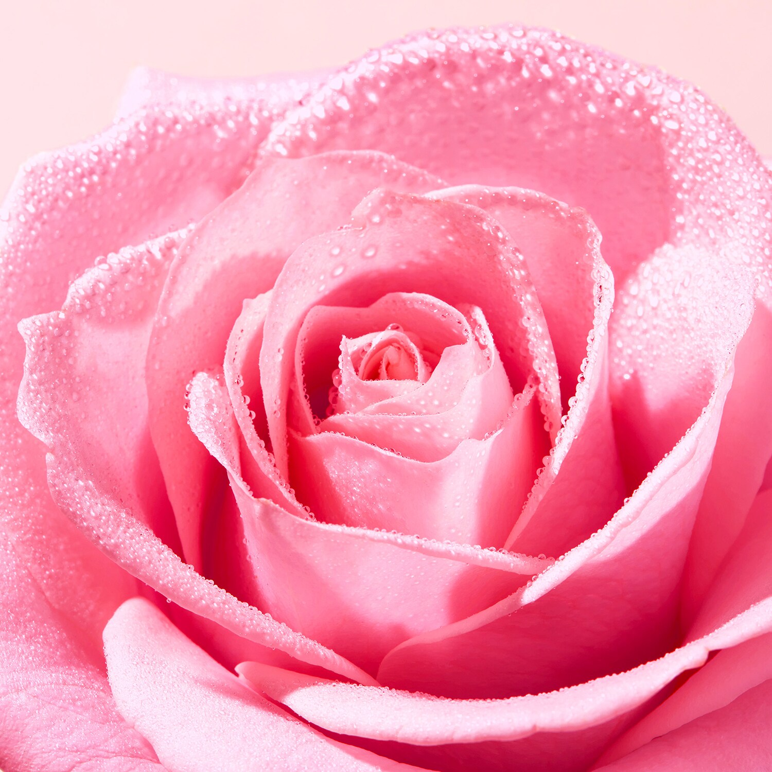 Very Rose - Loción Tónica Refrescante de Nuxe ≡ SEPHORA