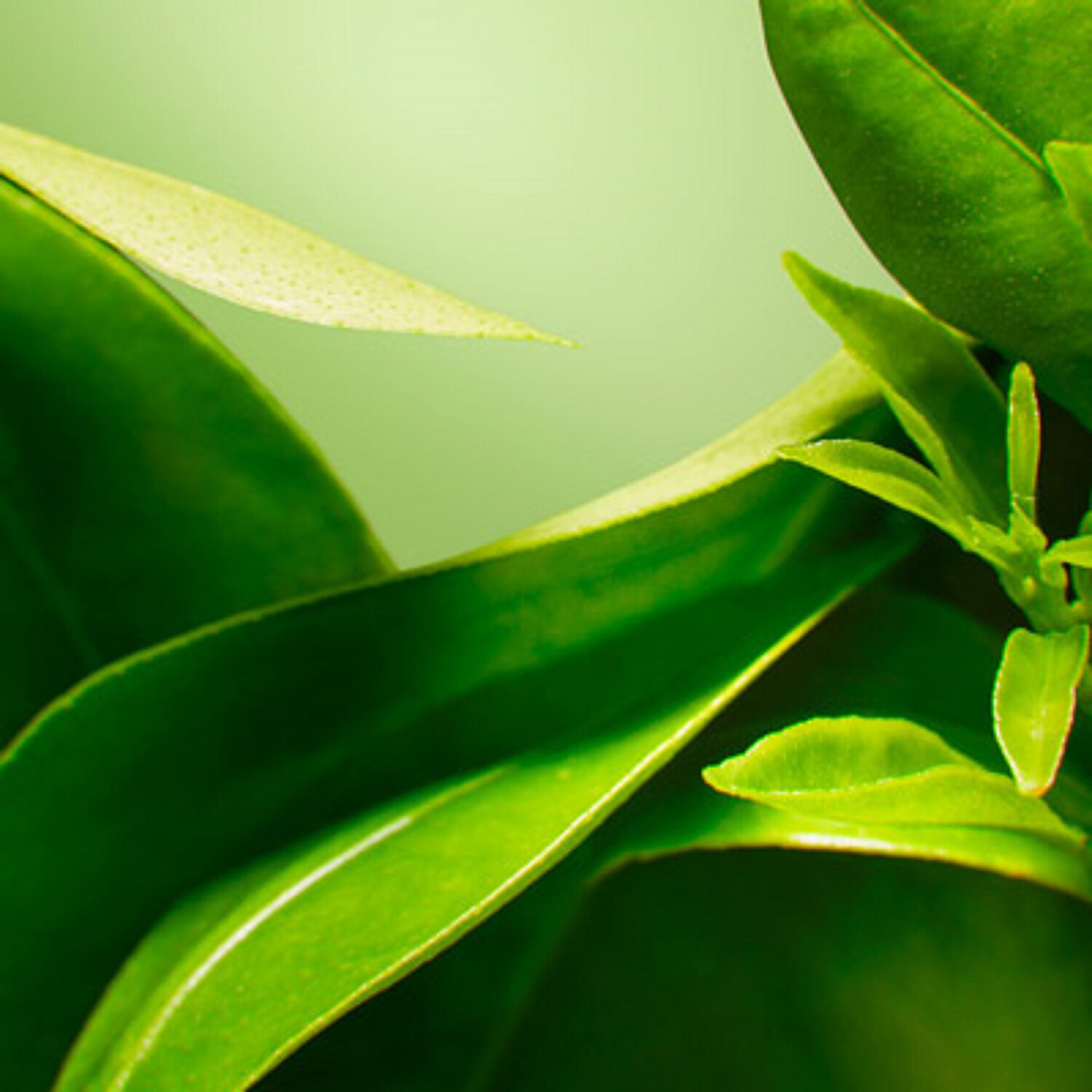 Origins - A Perfect World™ Antioxidant Cleanser With White Tea