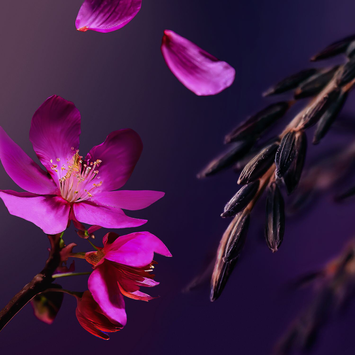 Rituals - The Ritual Of Yozakura - Peeling Mit Rosa Zucker