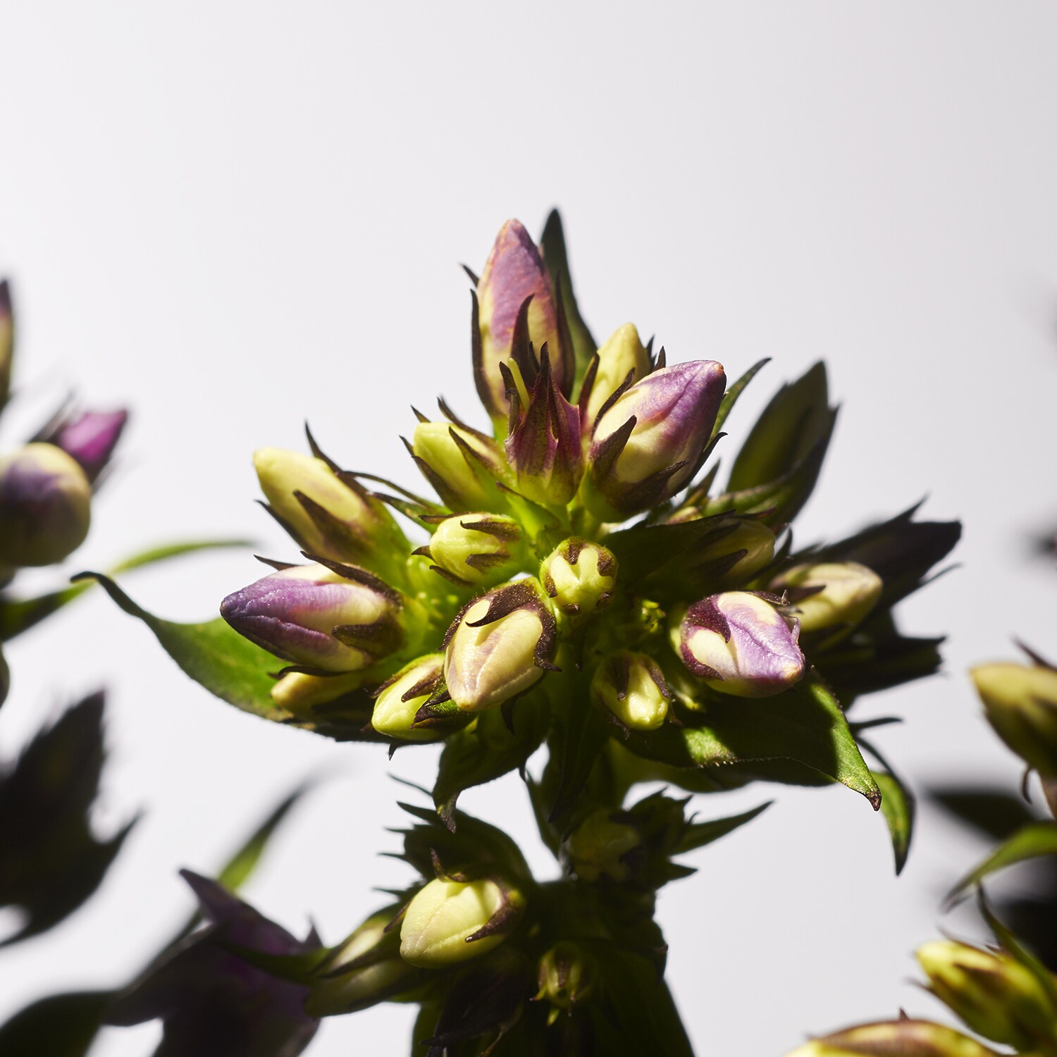 Rituals - Savage Garden - Fragrance Sticks