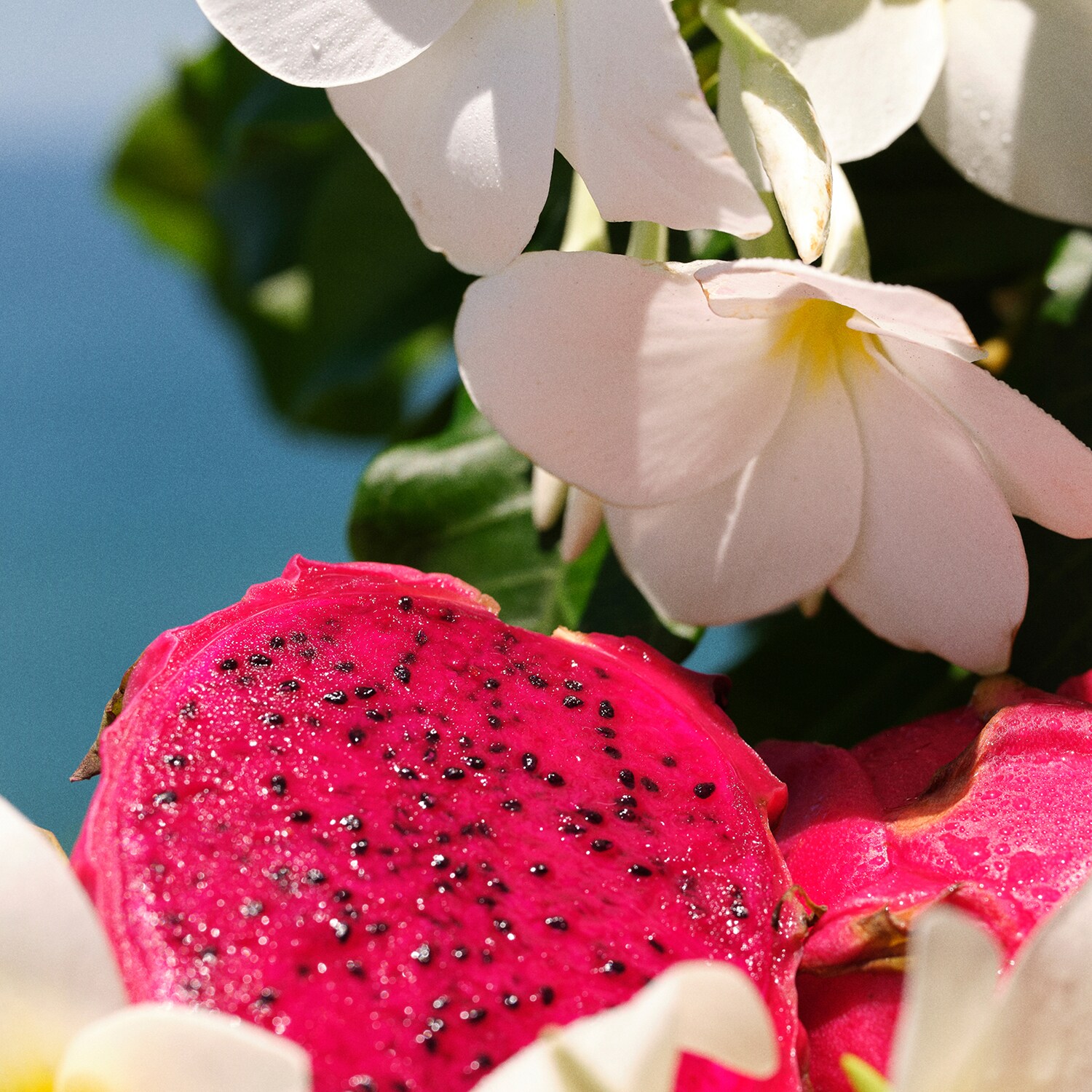 Brazilian Crush Cheirosa 68 - Spray profumato di SOL DE JANEIRO ≡ SEPHORA