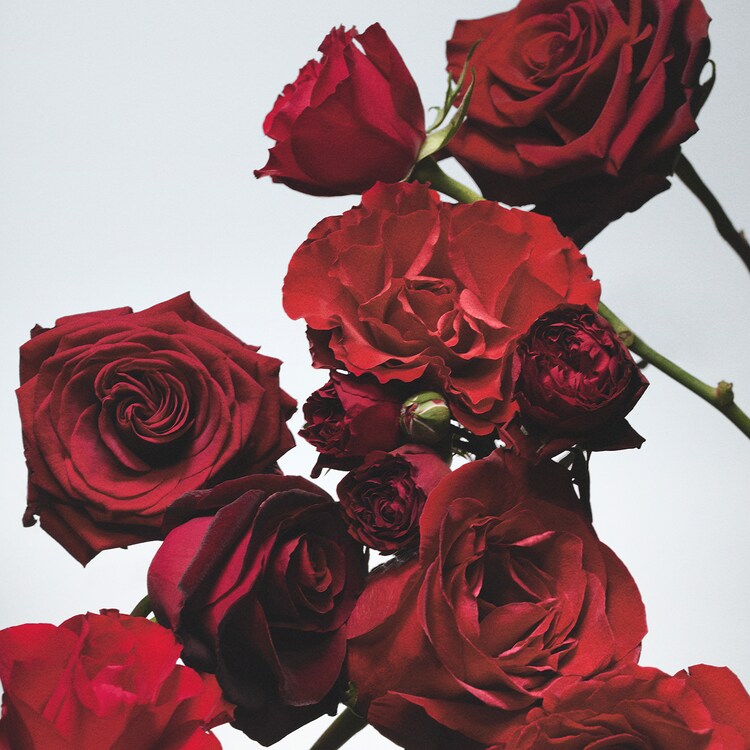 Red Roses - Cologne | JO MALONE LONDON ≡ SEPHORA